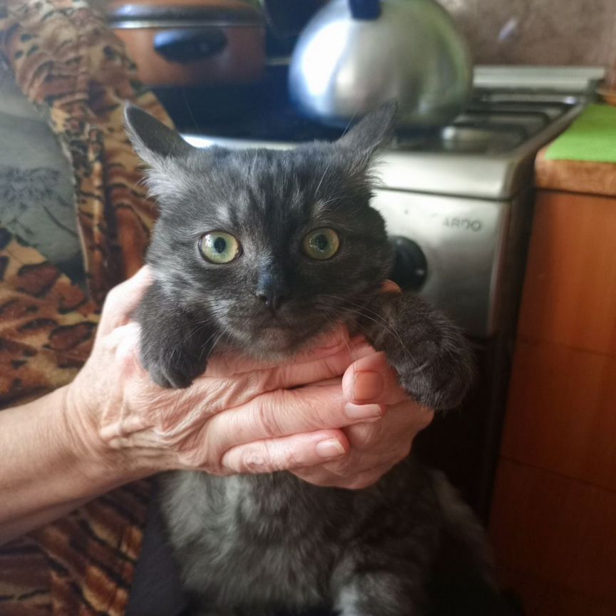 Кошка мраморный графит