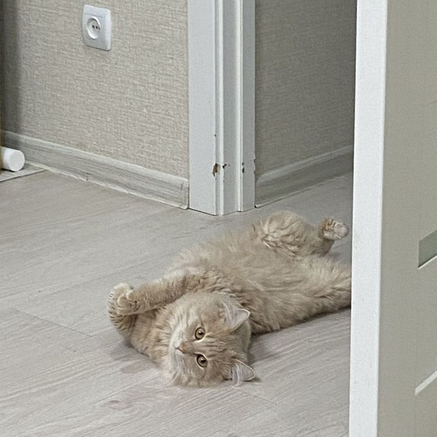 Отдам котика в добрые руки