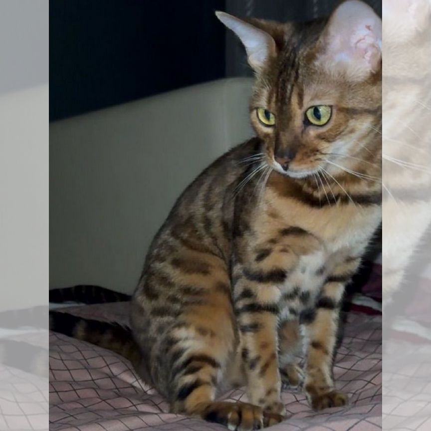 Бенгальская, взрослая кошка