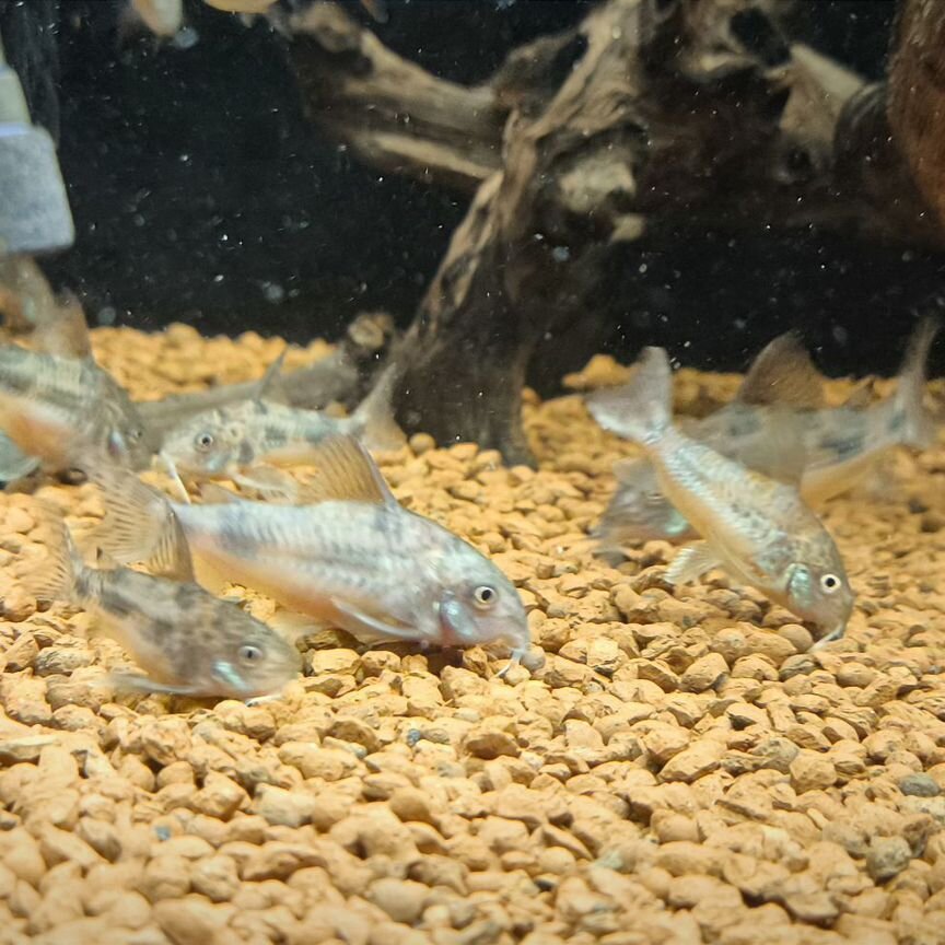 Сомики коридорасы