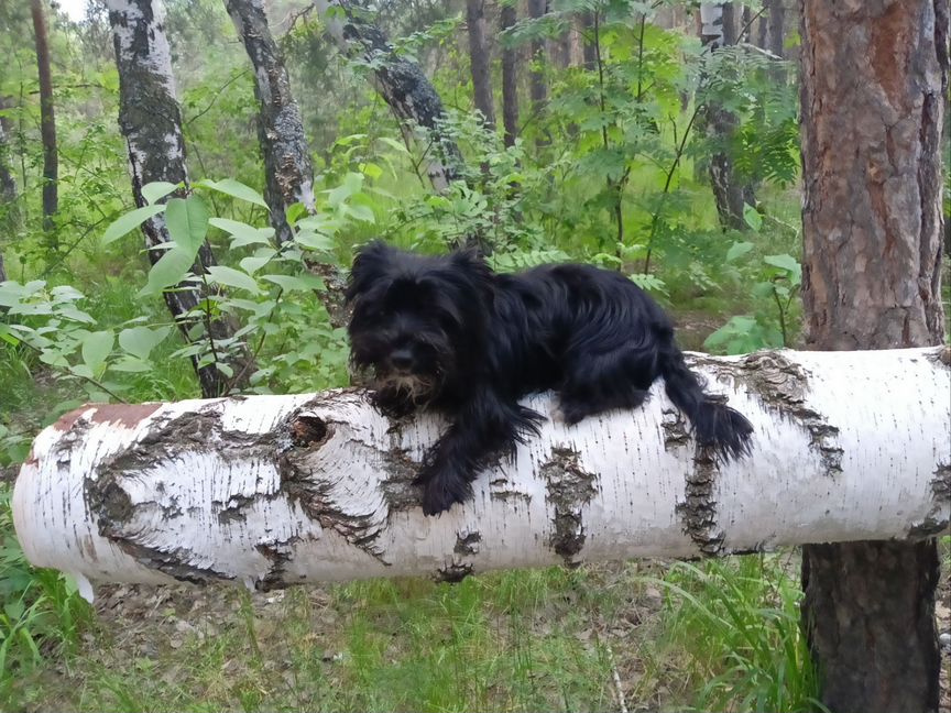 Йоркширский терьер в добрые руки отдам бесплатно