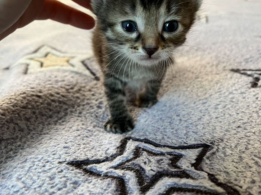 Кошки в добрые руки