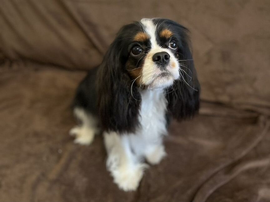 Кавалер кинг чарльз спаниель вязка