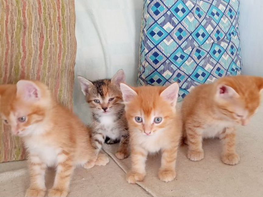 Рыжики котята