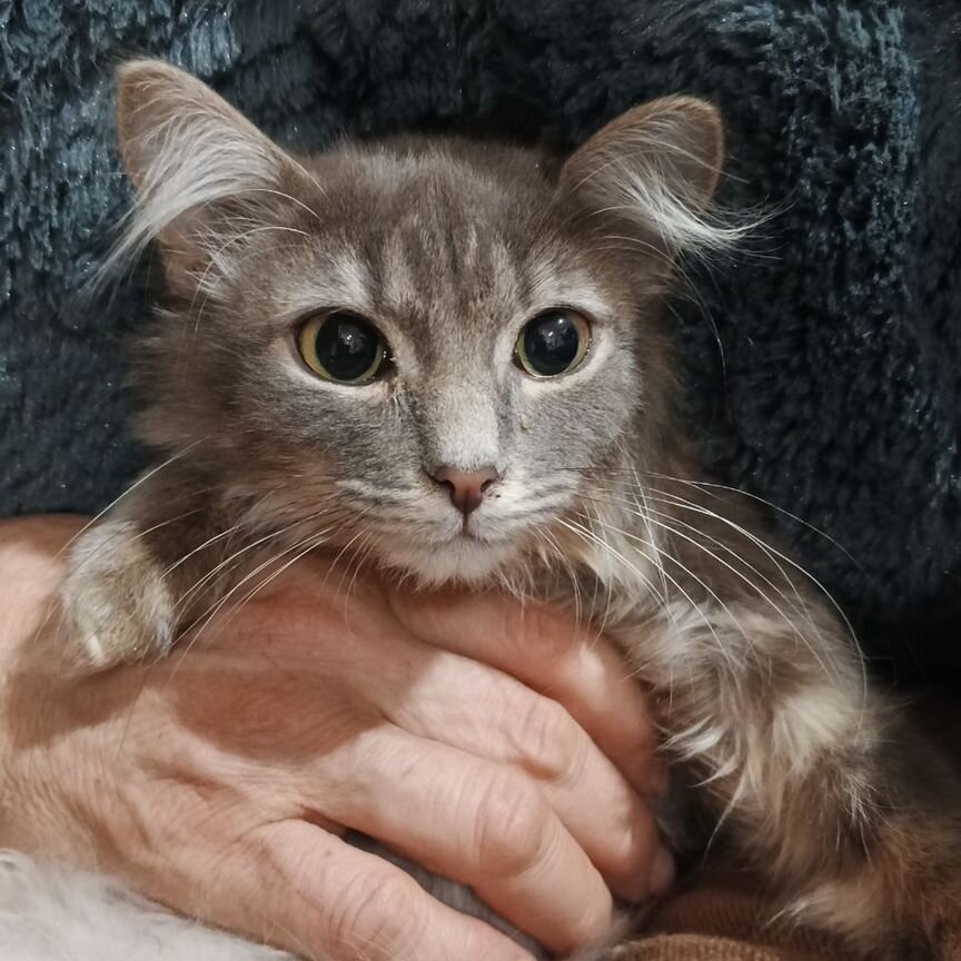 Котёнок мальчик 4 месяца