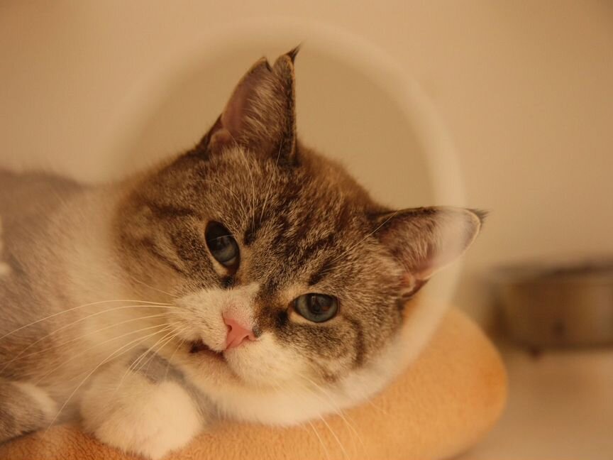 Котик Кузя с вик