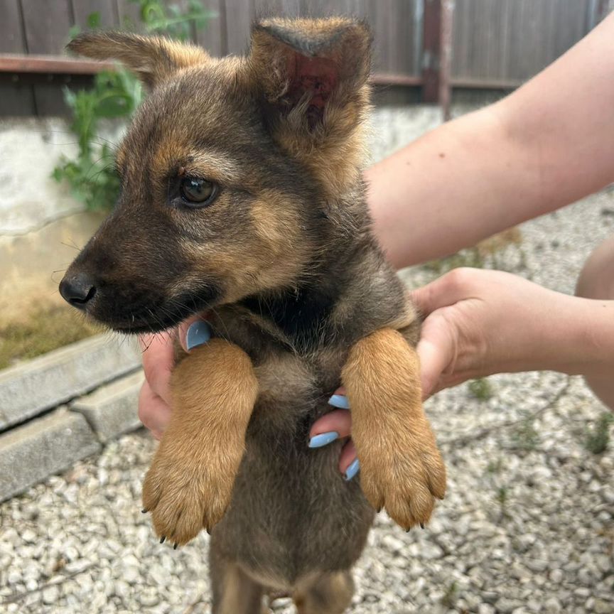 В добрые руки прекрасные две девочки