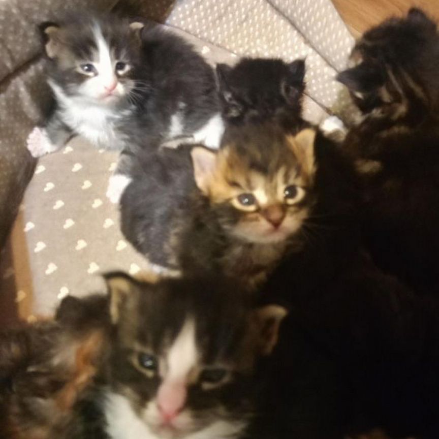 Мейн-кун котята