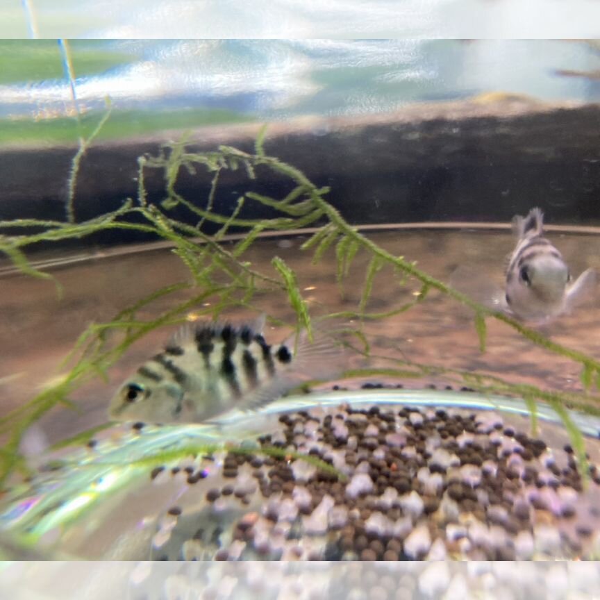 Сапфировый попугай