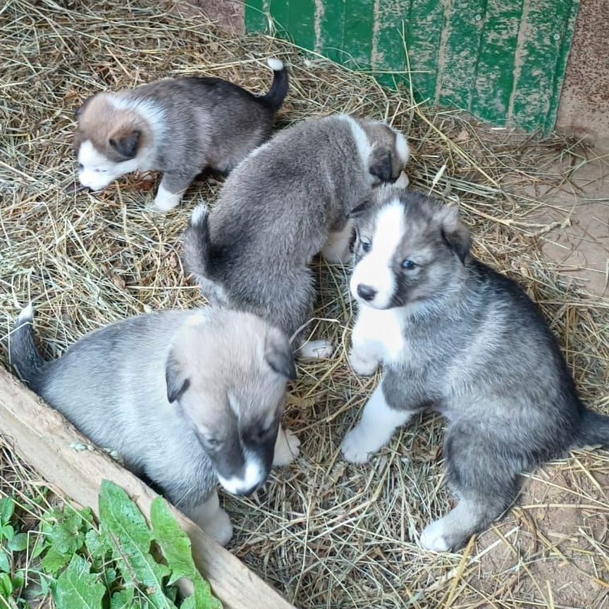 Щенки западно сибирской лайки