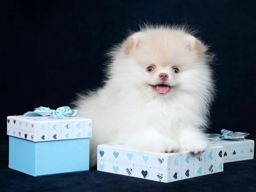 Померанский шпиц мини мальчик 4,5 мес