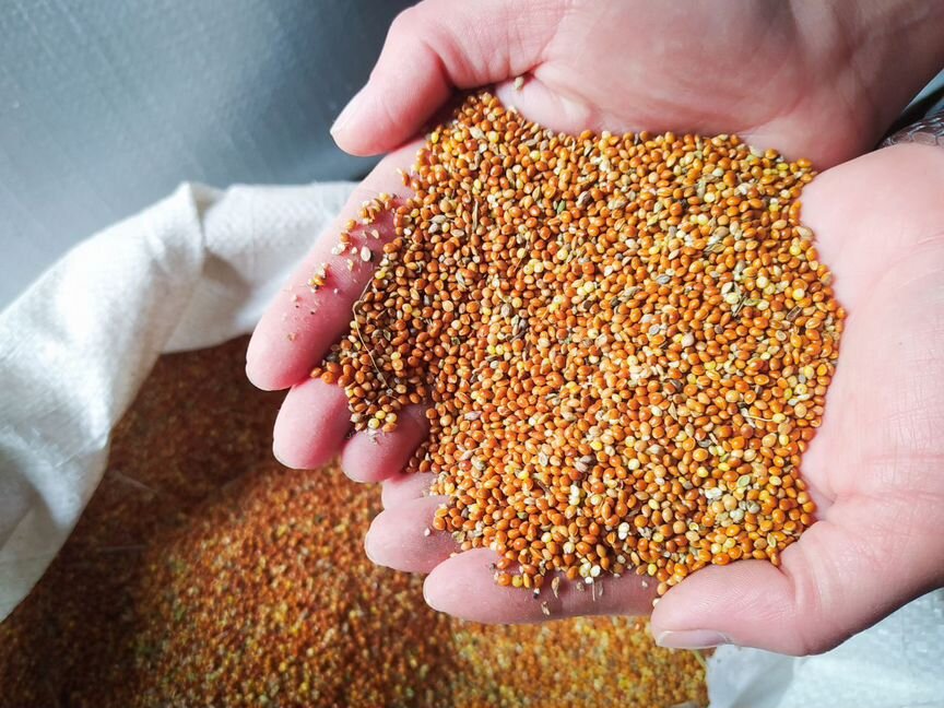 Просо для попугаев, кур, цыплят