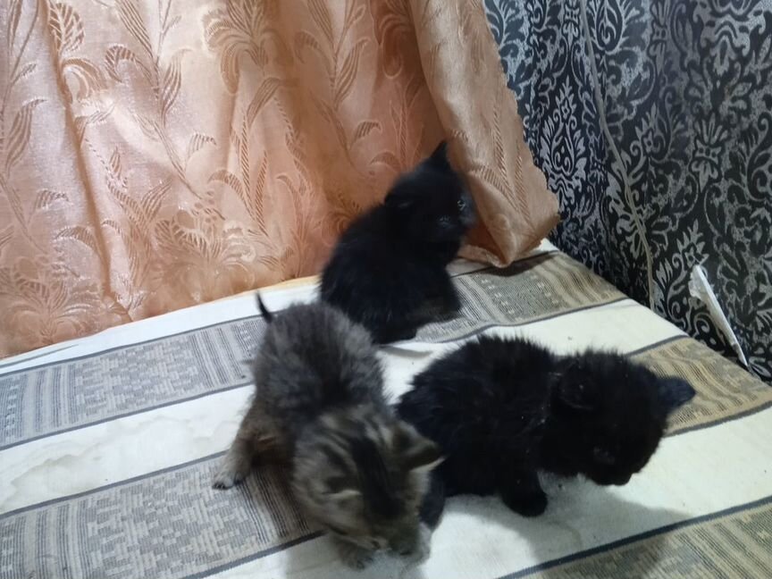 Котята мейн-кун метис помесь