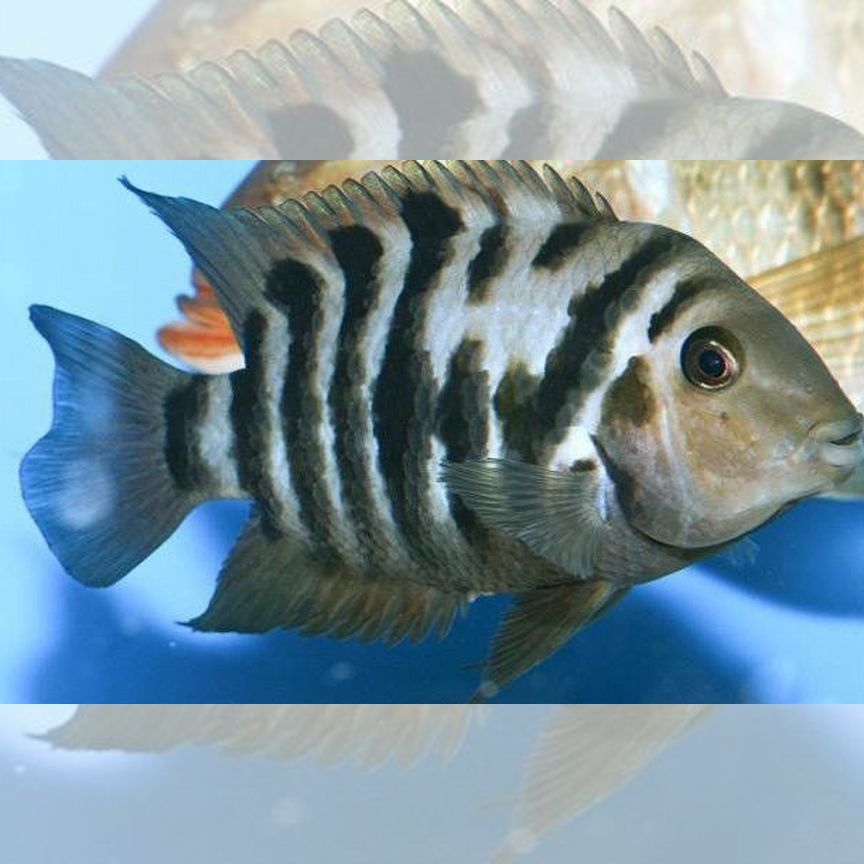 Отдам рыбок