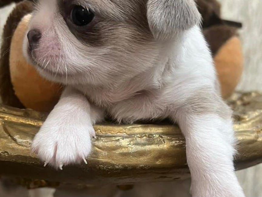 Щенки чихуахуа мини