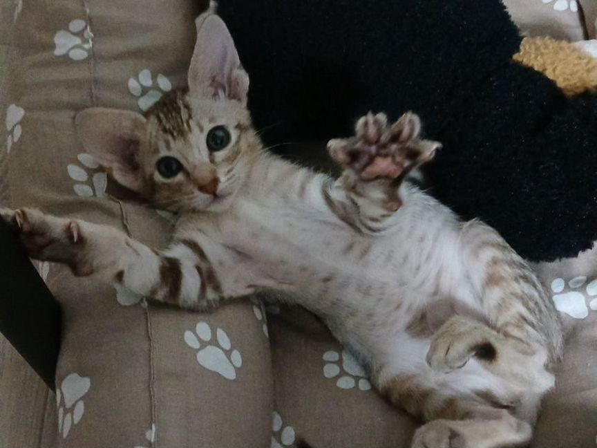 Ориентальные котята