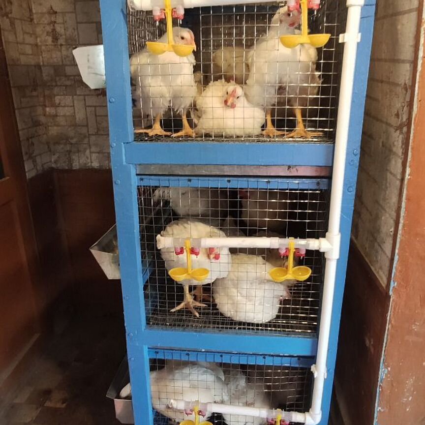 Мини ферма для бройлеров