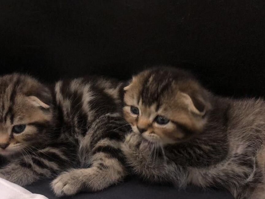 Шотландская вислоухая кошка