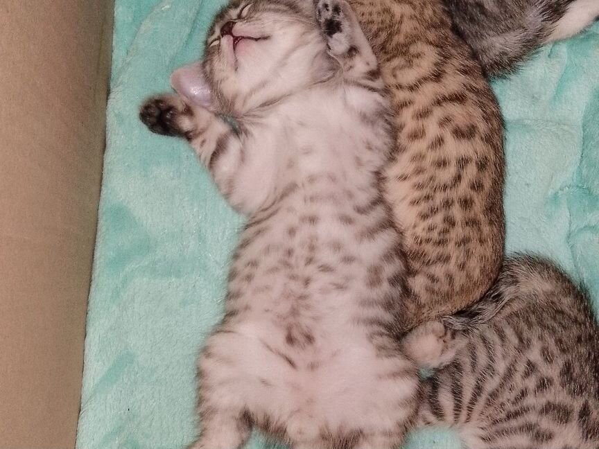 Бенгальские котята серебро