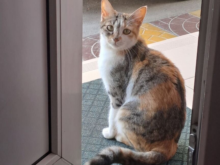 Кошки в добрые руки бесплатно