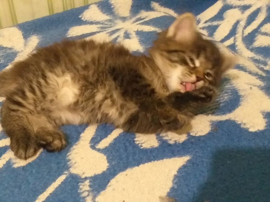 Сибирский котенок - котик