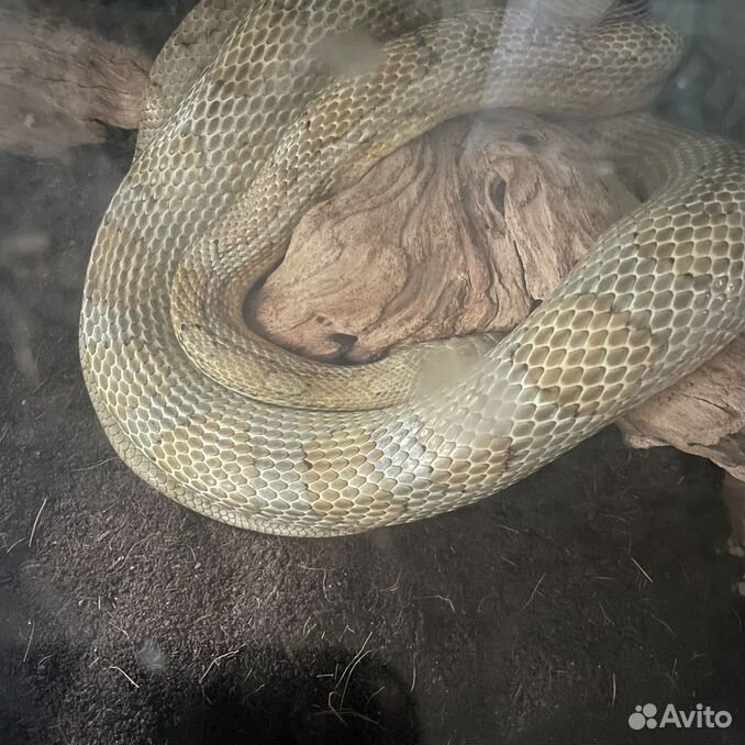 Ручная змея, маисовый полоз