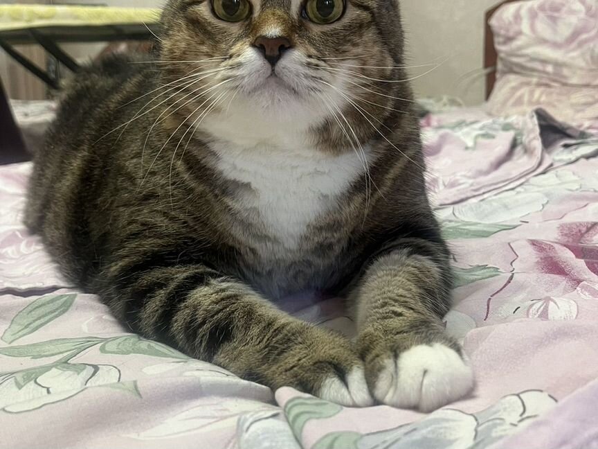 Кот