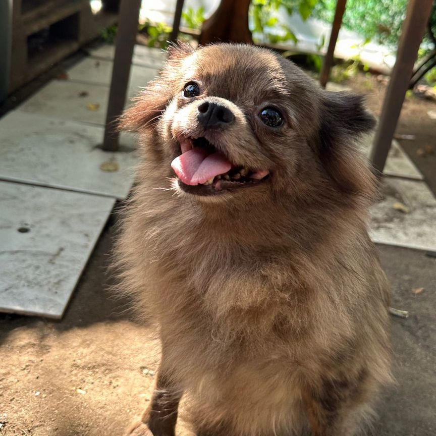 Померанский шпиц