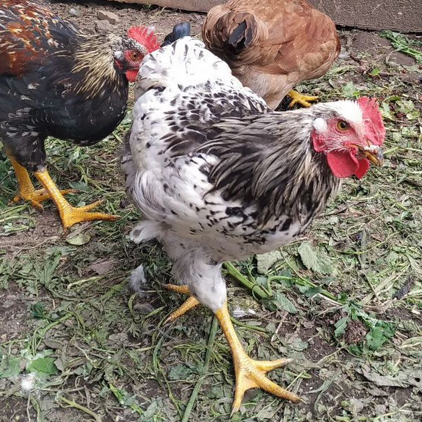 Куры молодки