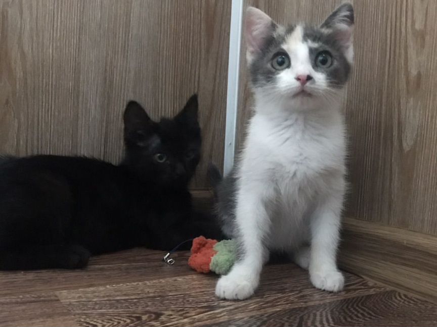 Котята в добрые руки приучены к лотку