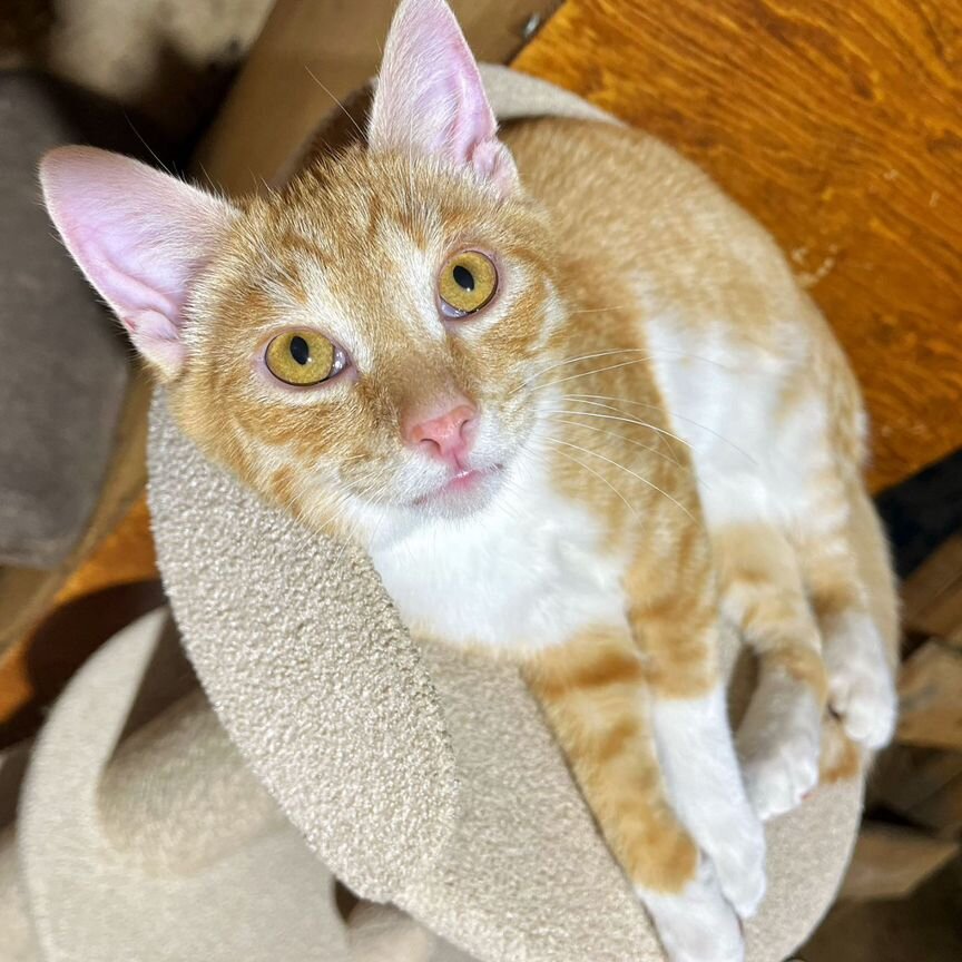 Котик