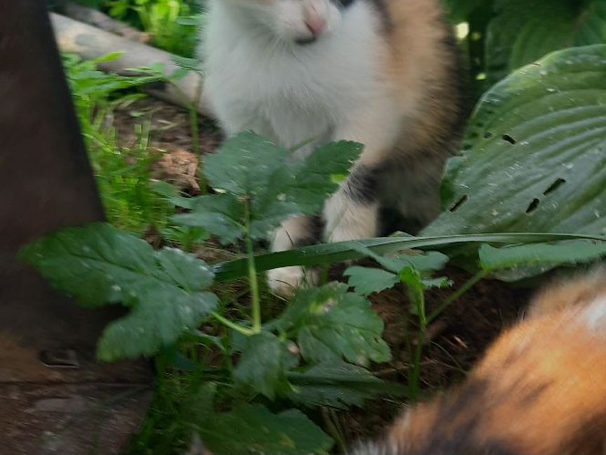 Котята