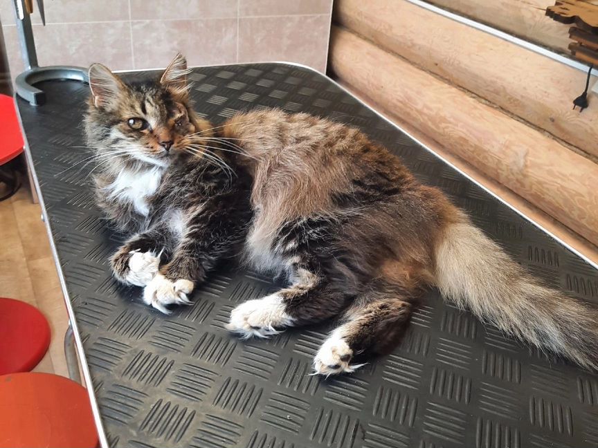 Кошка-одноглазка