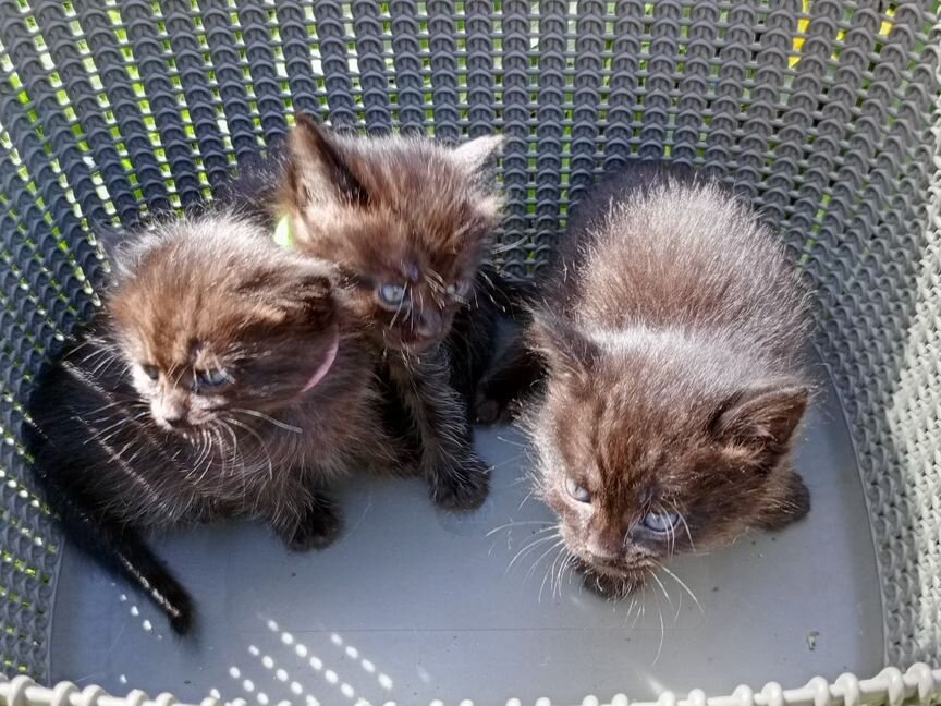 Шотландские прямоухие котята
