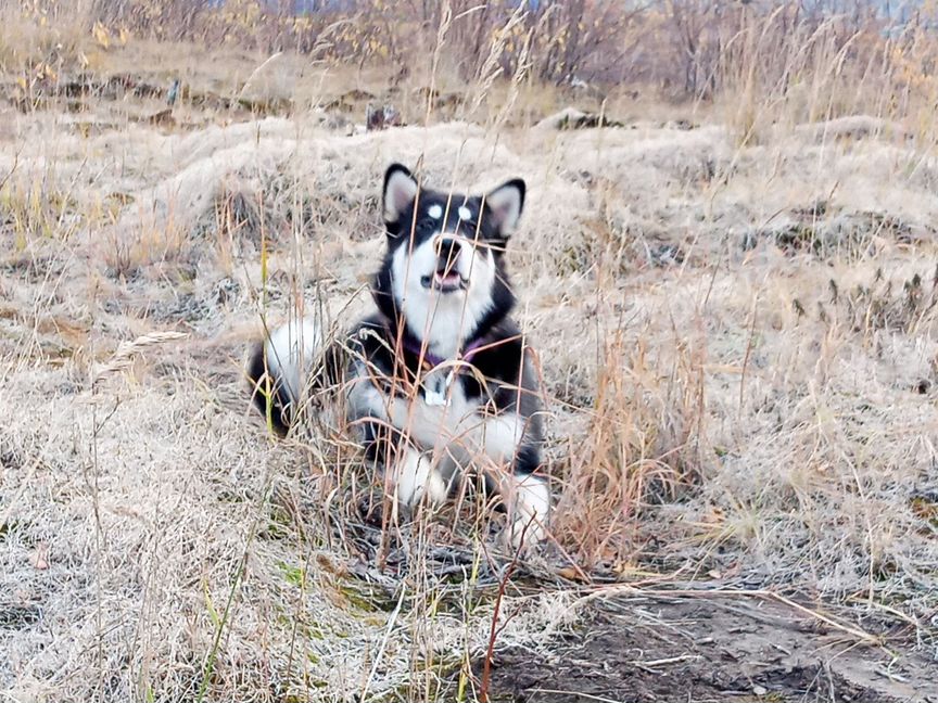 Чистокровный аляскинский маламут