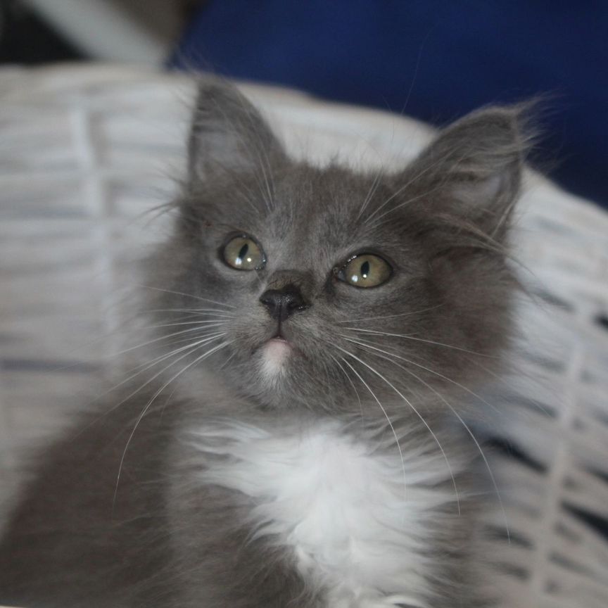 Нафаня ищет семью