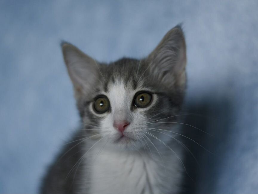 Котенок мальчик в добрые руки