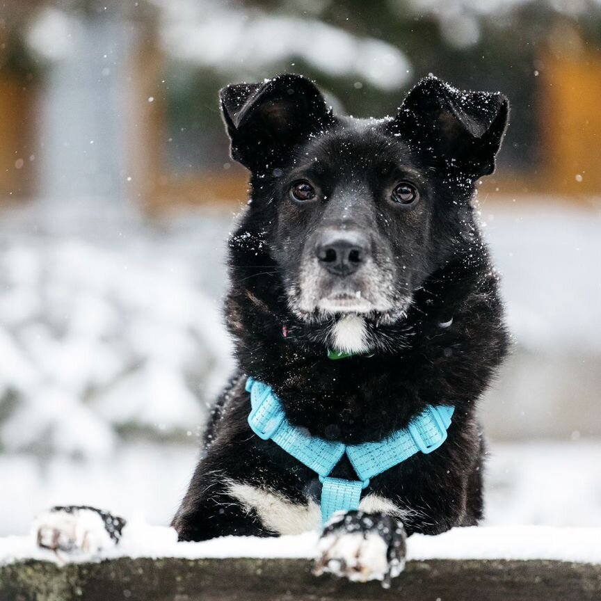 Собака в добрые руки