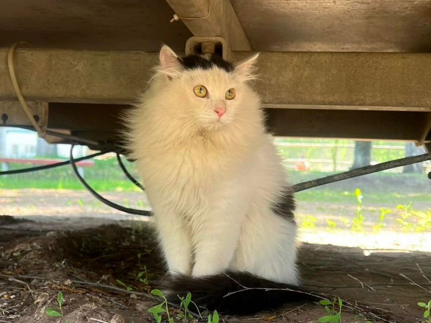 Молодой котик