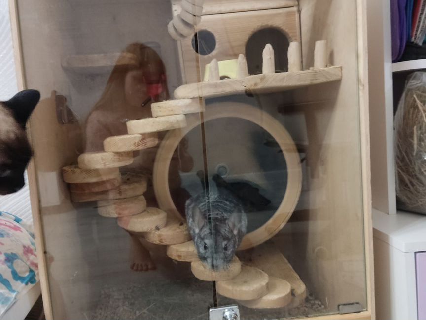 Витрина для шиншилл бу