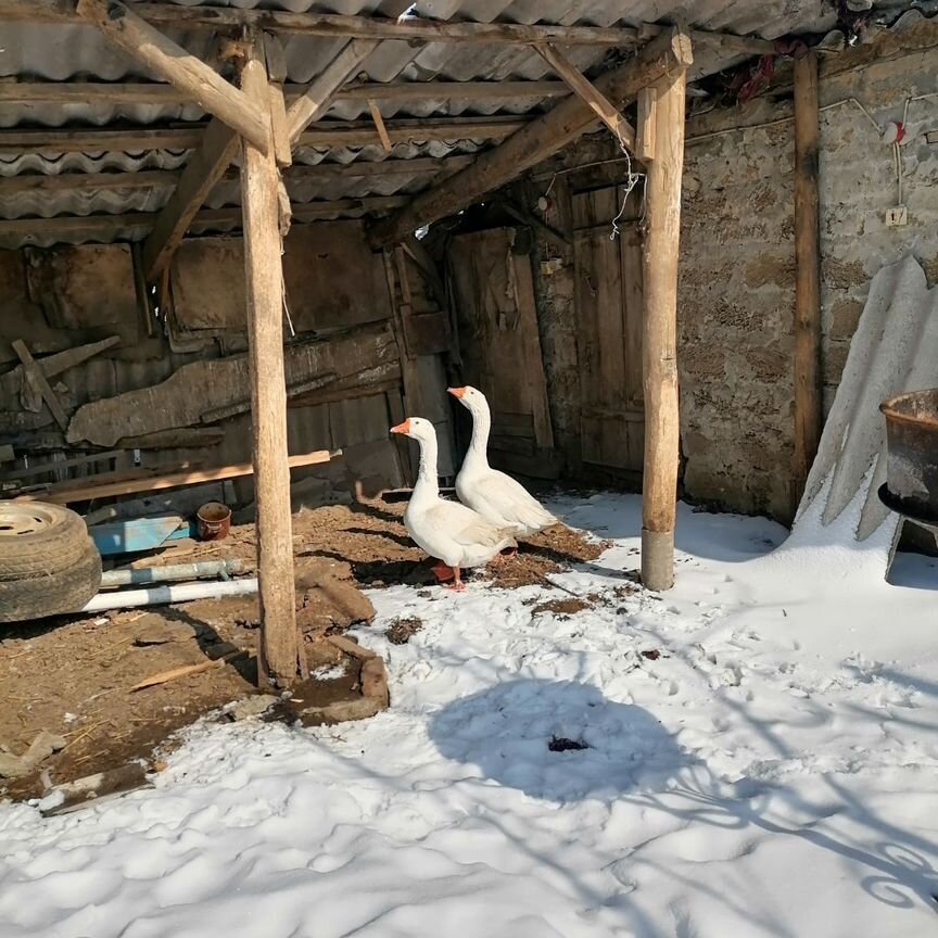 Гуси линда