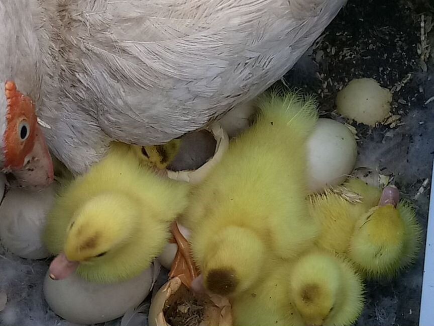 Утята индоутки