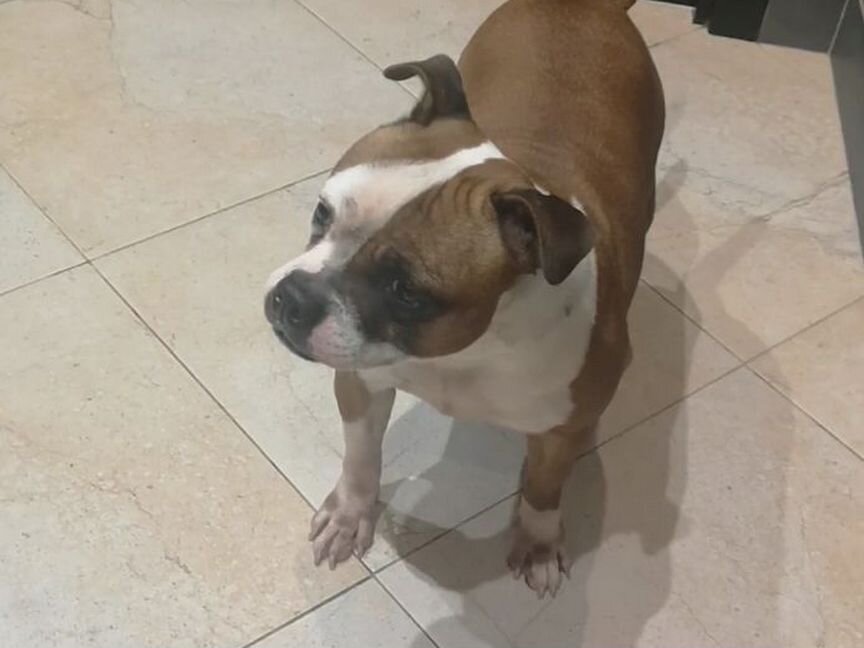 Собака стаффи