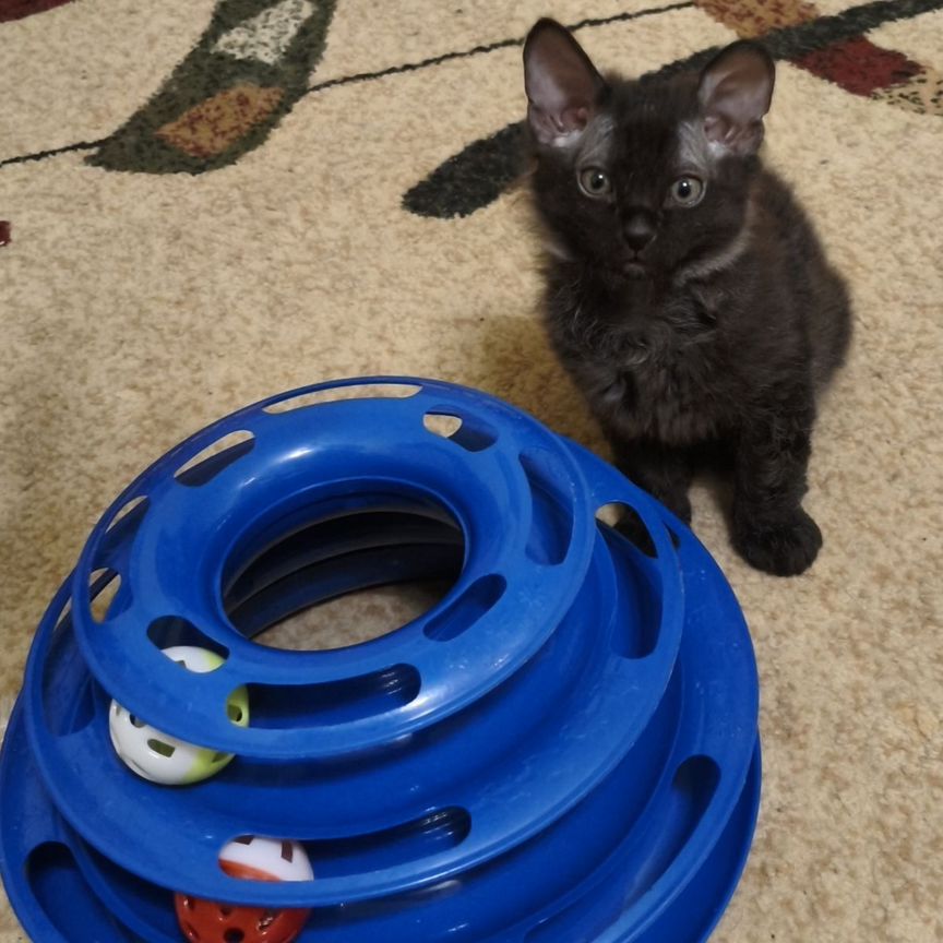 Донской сфинкс котёнок