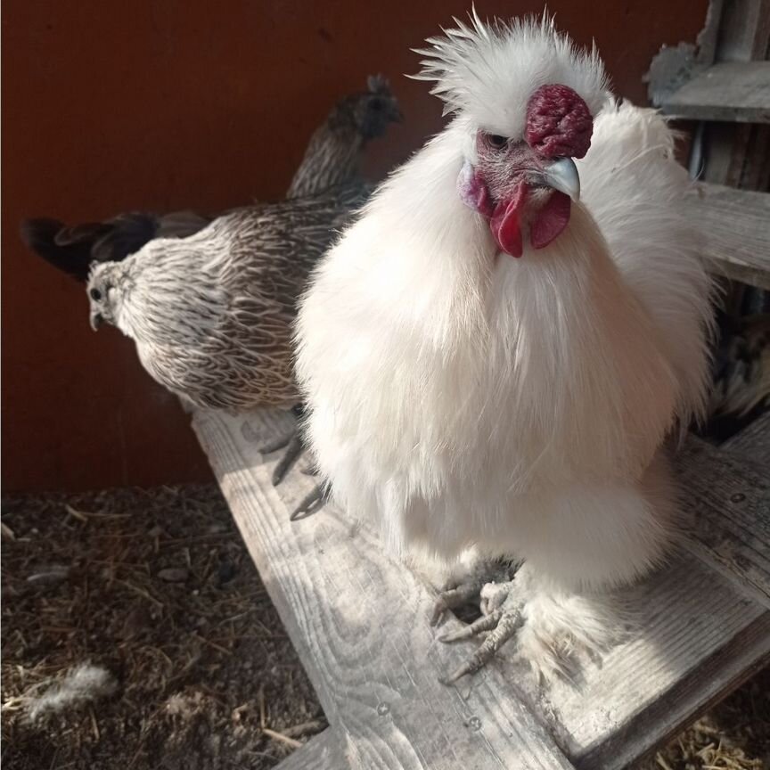 Китайский шëлковый петух