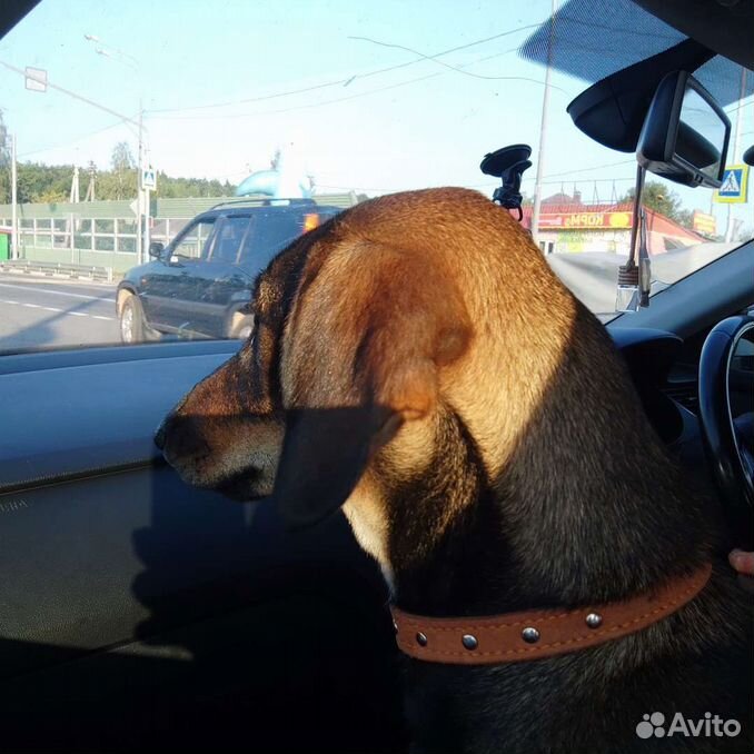 Помесь таксы