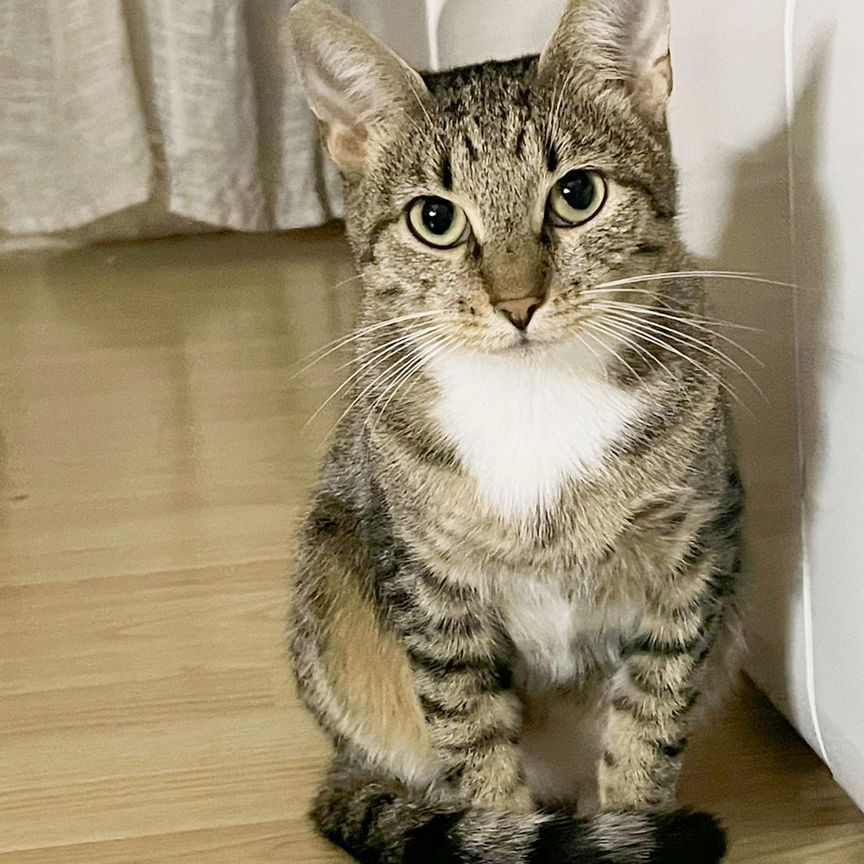 Кошечка в добрые руки