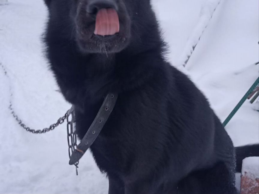 Собака в добрые руки отдам бесплатно