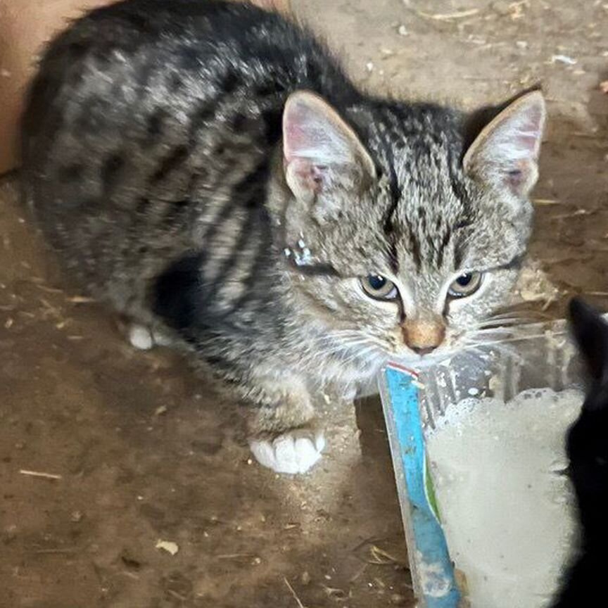 Котёнок в добрые руки