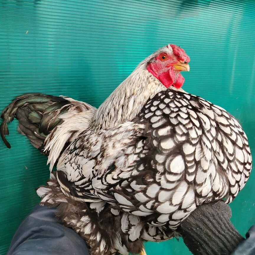 Петух и курица виандот